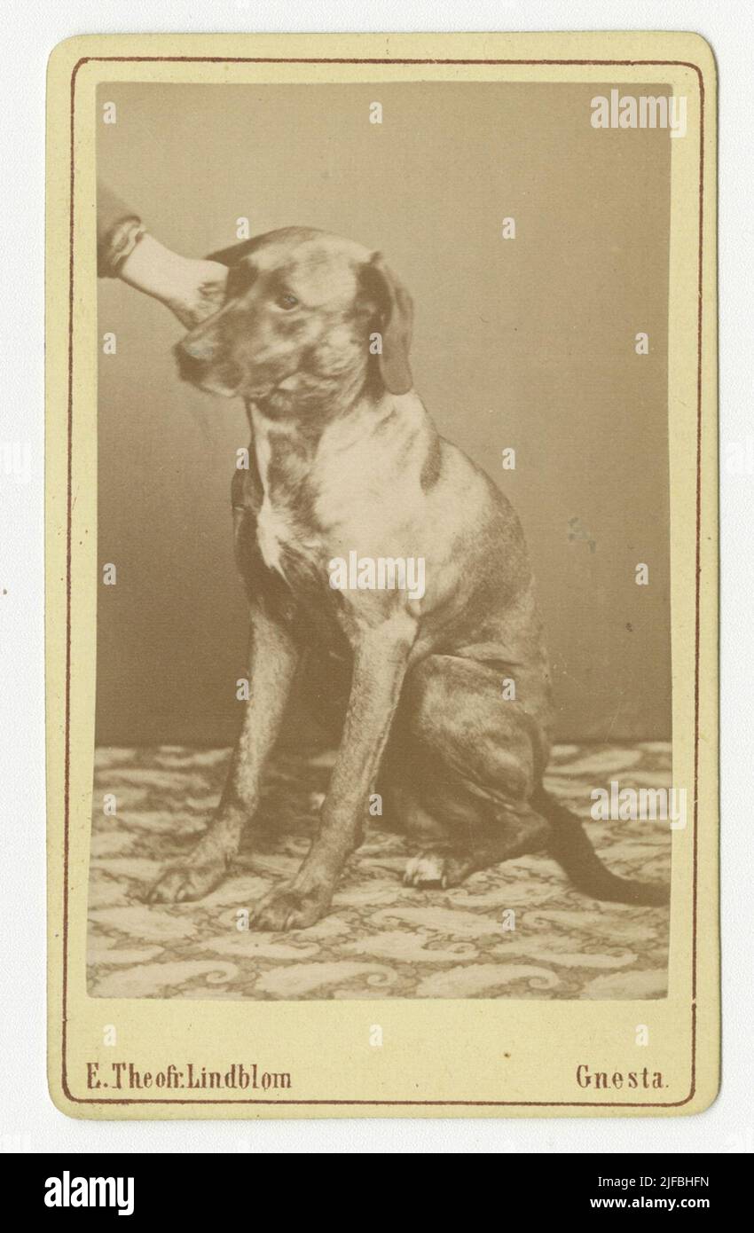 The dog Bull Stock Photo - Alamy