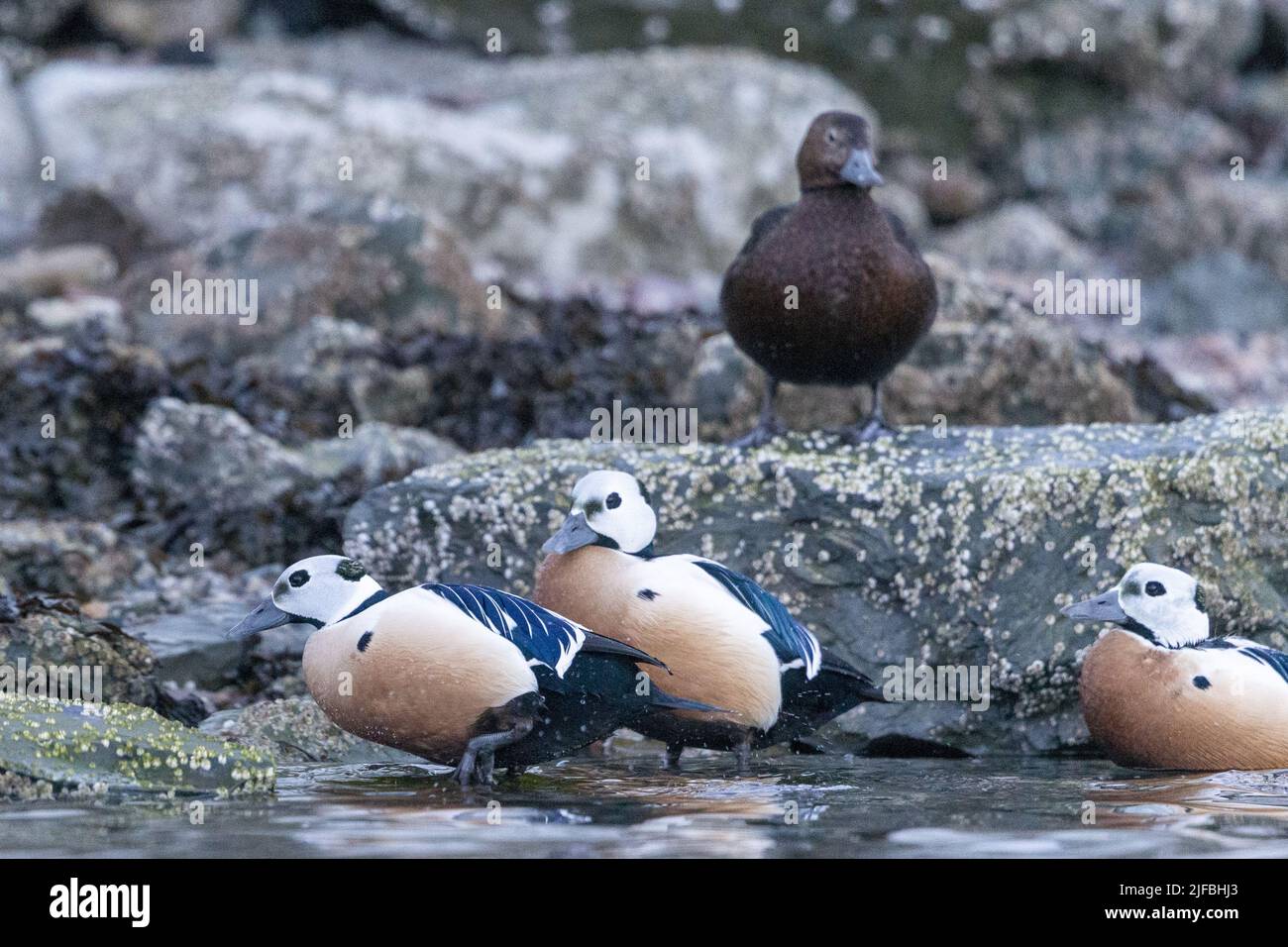 Norway, Båtsfjord, Harbour of Båtsfjord, Steller's eider (Polysticta ...