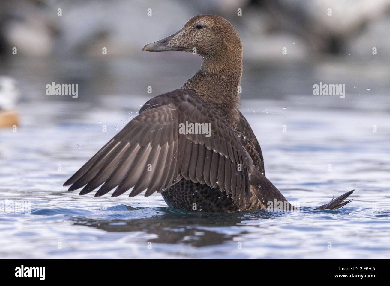 Norway, Båtsfjord, Harbour of Båtsfjord, Steller's eider (Polysticta ...