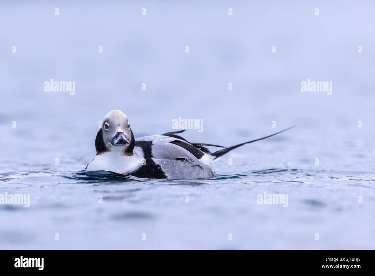 Norway, Båtsfjord, Harbour of Båtsfjord,Long-tailed duck (Clangula ...