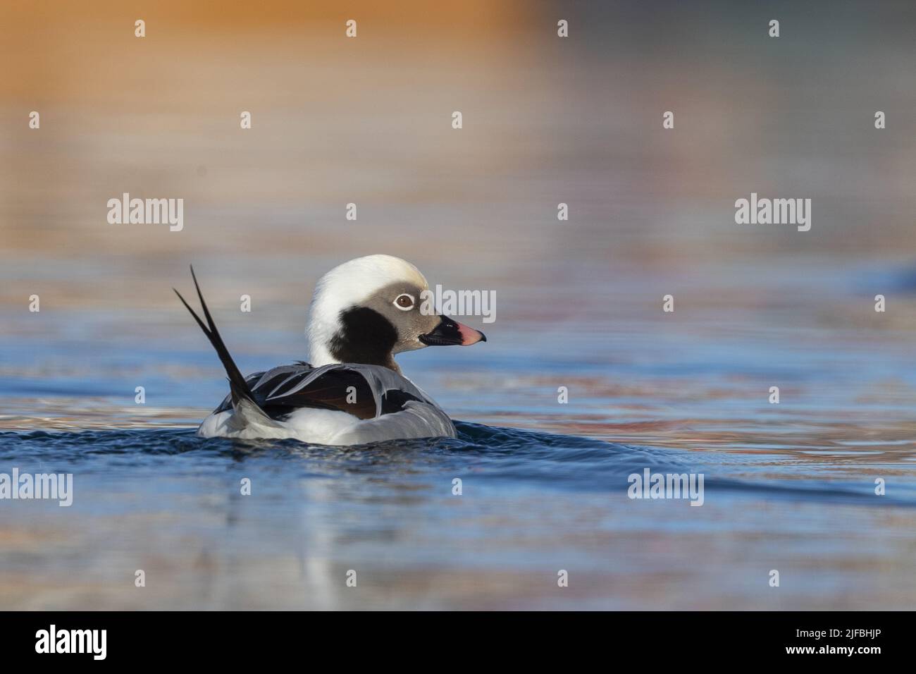 Norway, Varanger Fjord, Vadsø or Vadso, Harbour of Vadso, Long-tailed ...