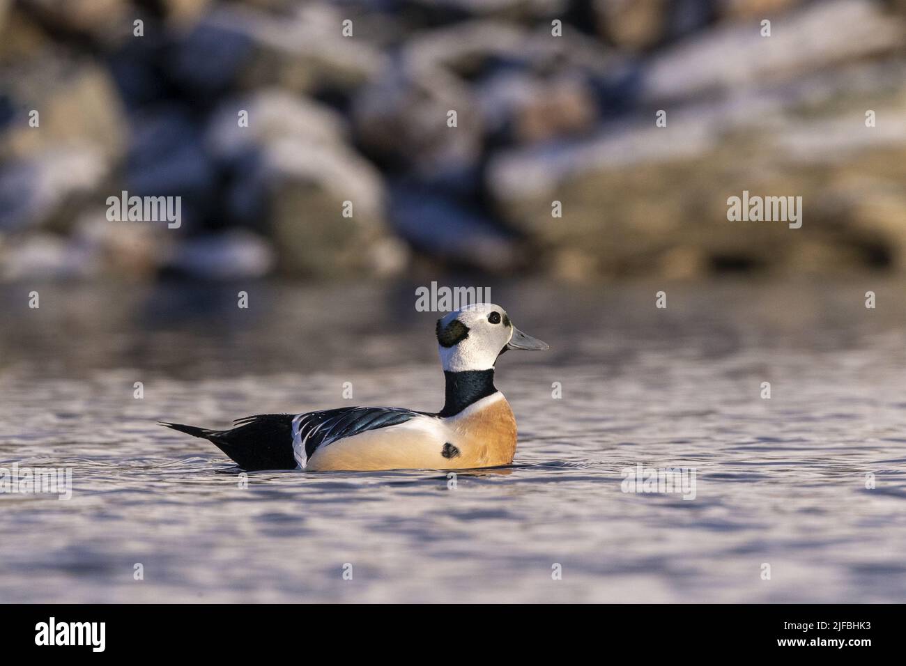 Norway, Båtsfjord, Harbour of Båtsfjord, Steller's eider (Polysticta ...