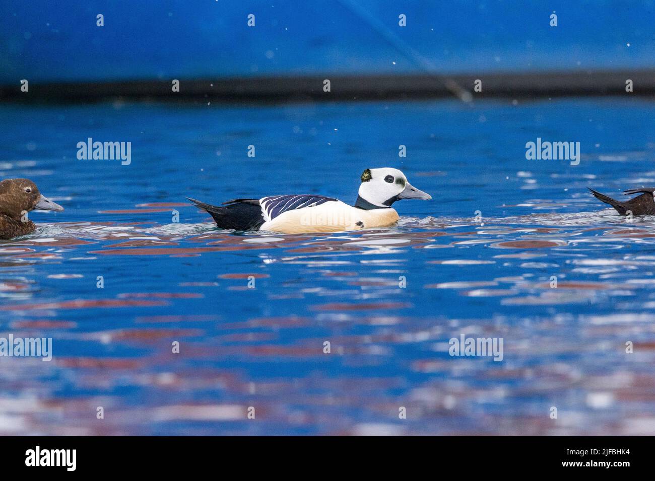 Norway, Båtsfjord, Harbour of Båtsfjord, Steller's eider (Polysticta ...