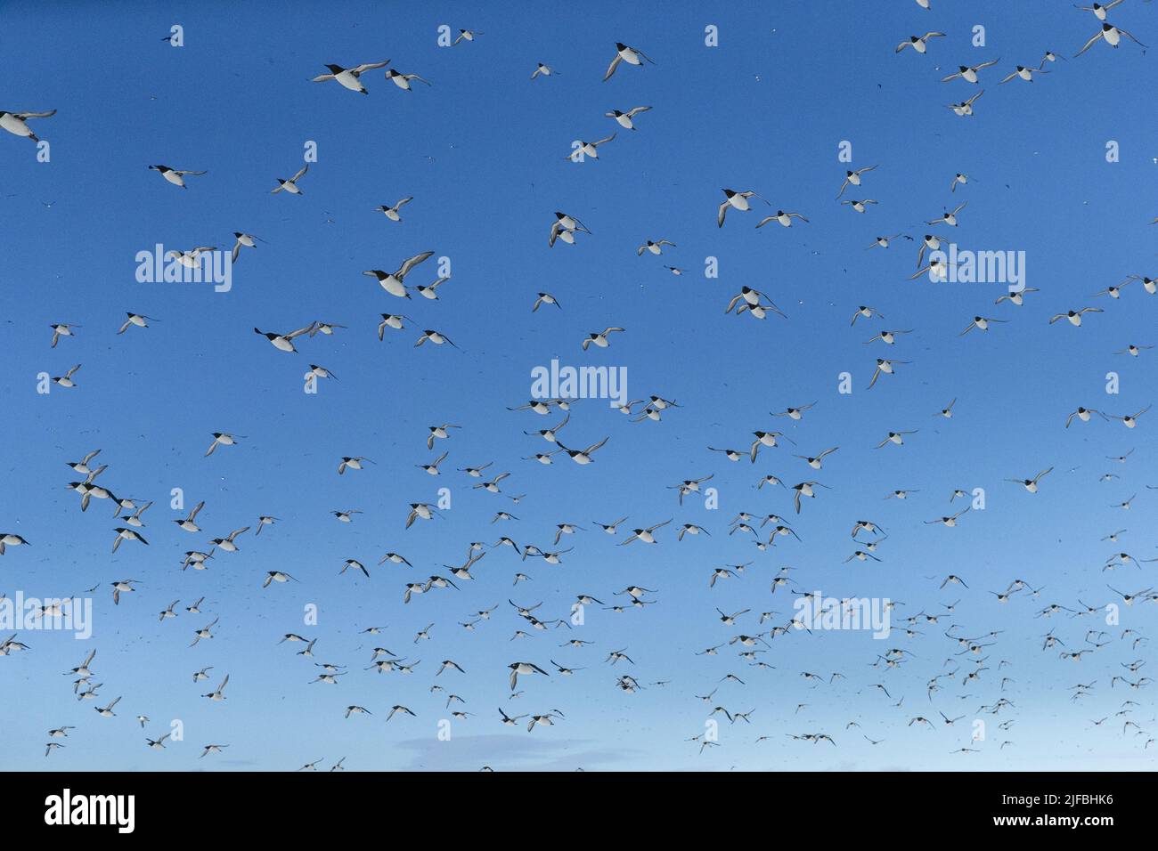 Norway, Varanger Fjord, Vardø or Vardo, Island of Hornøya, protected ...