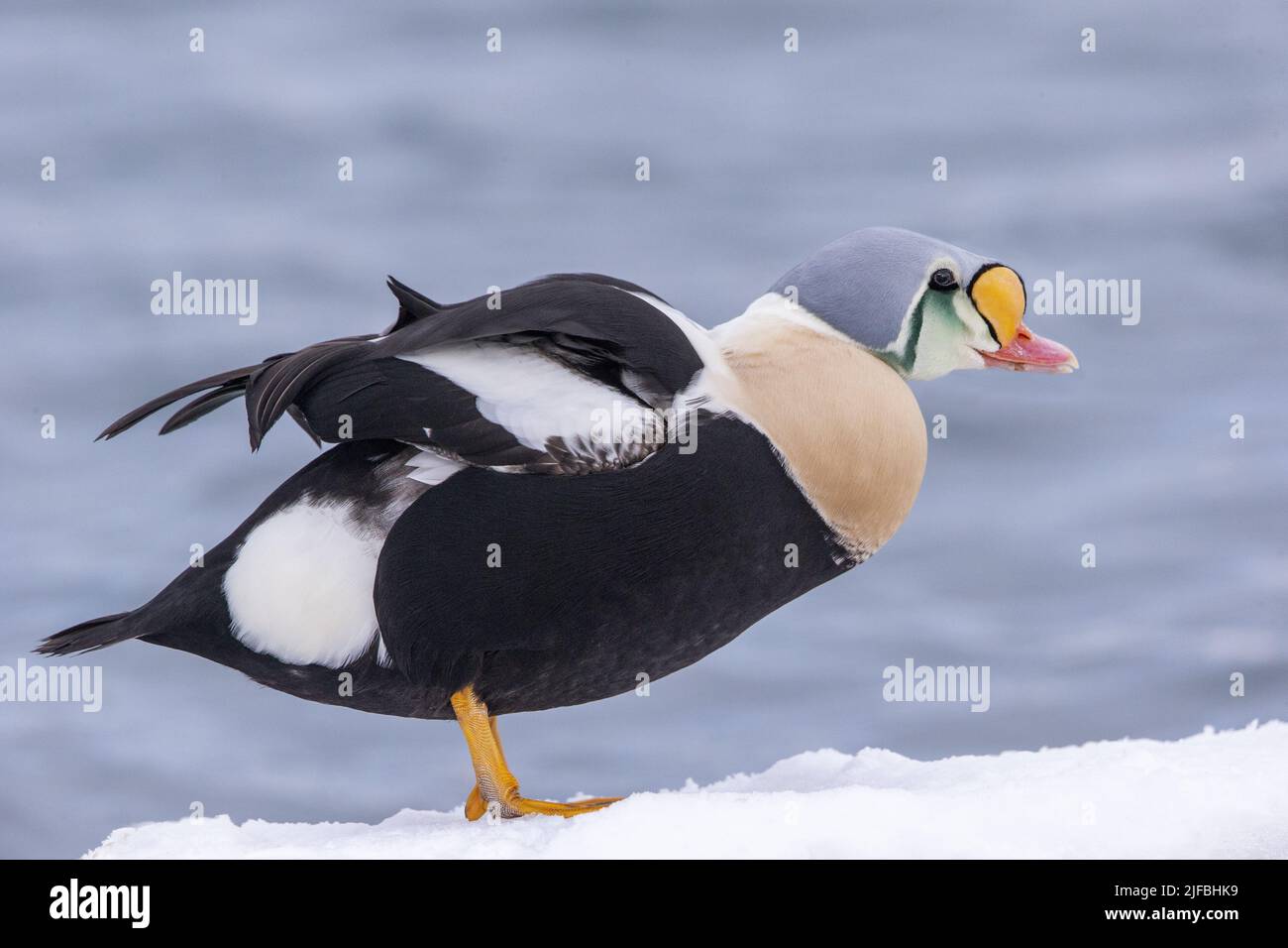 Norway, Båtsfjord, Harbour of Båtsfjord, King eider (Somateria ...