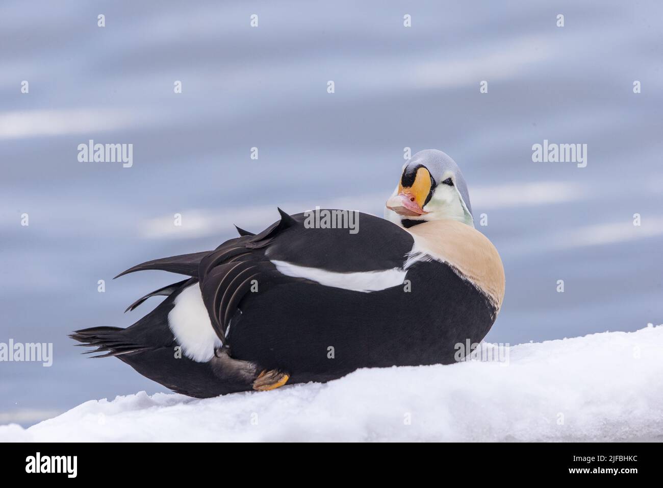 Norway, Båtsfjord, Harbour of Båtsfjord, King eider (Somateria ...