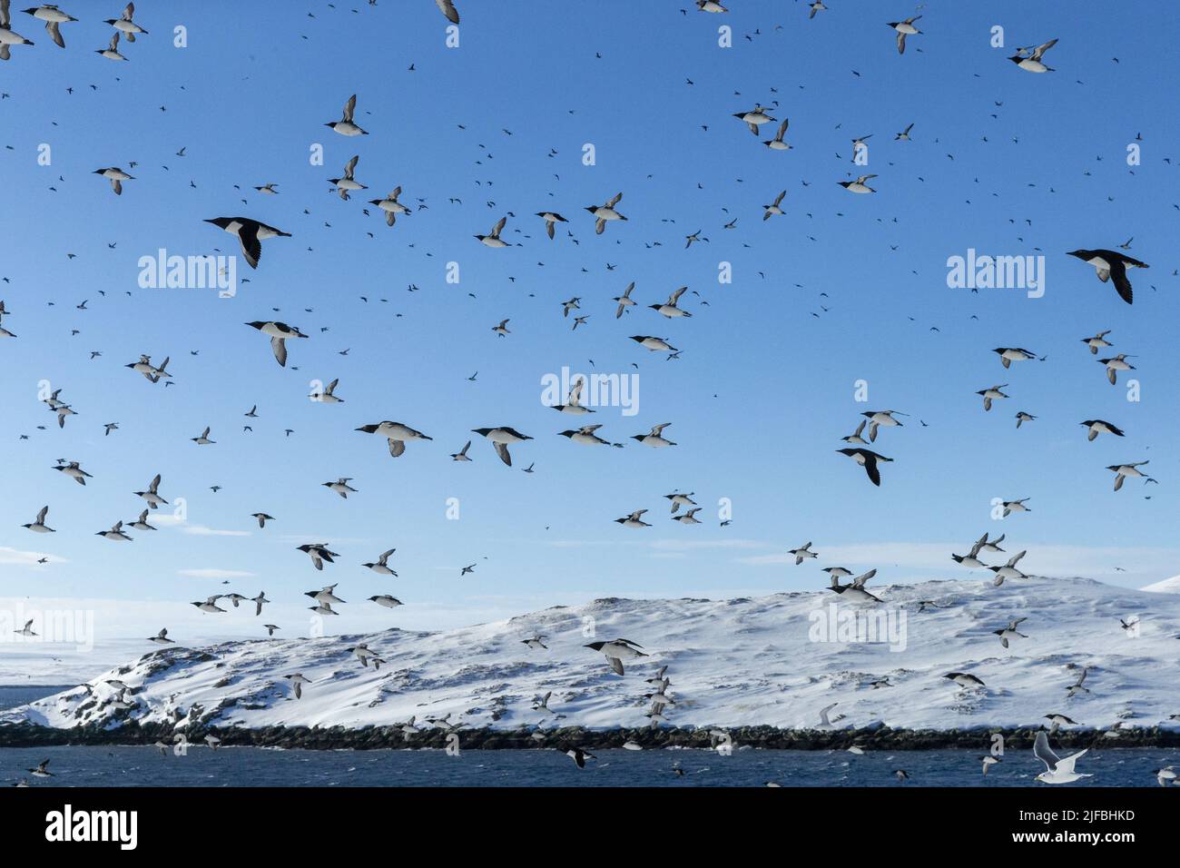 Norway, Varanger Fjord, Vardø or Vardo, Island of Hornøya, protected ...