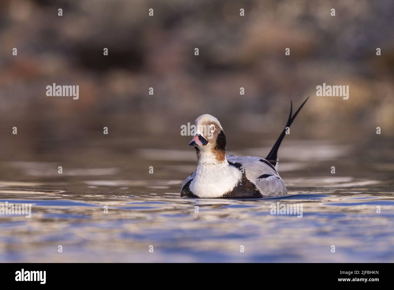 Norway, Båtsfjord, Harbour of Båtsfjord,Long-tailed duck (Clangula ...
