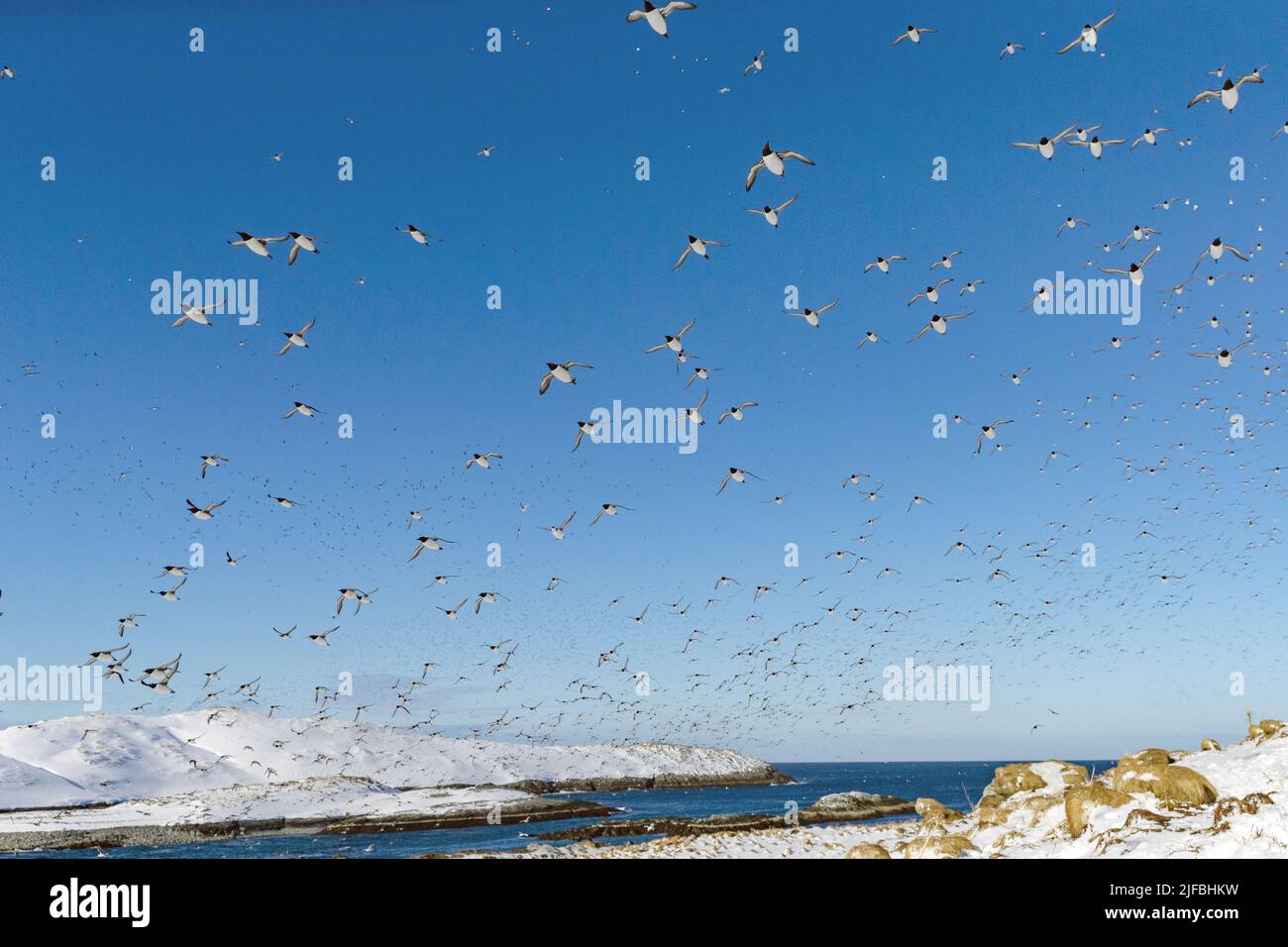 Norway, Varanger Fjord, Vardø or Vardo, Island of Hornøya, protected ...
