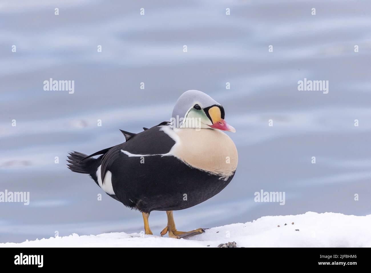 Norway, Båtsfjord, Harbour of Båtsfjord, King eider (Somateria ...