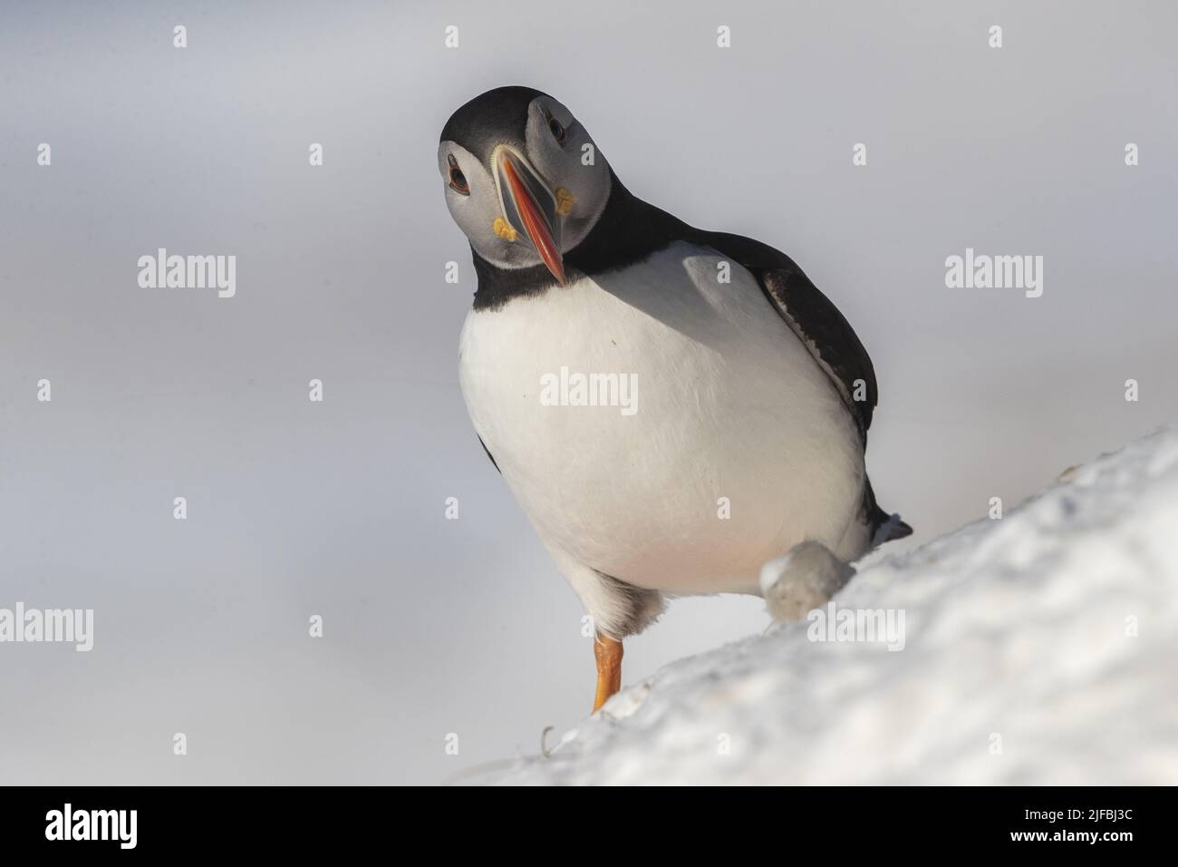 Norway, Varanger Fjord, Vardø or Vardo, Island of Hornøya, protected ...