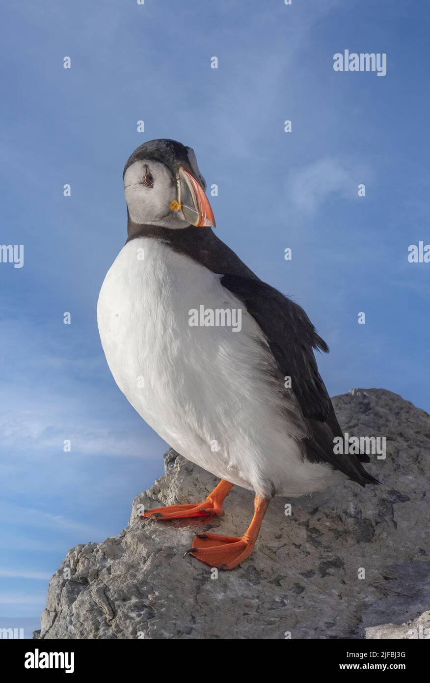 Norway, Varanger Fjord, Vardø or Vardo, Island of Hornøya, protected ...
