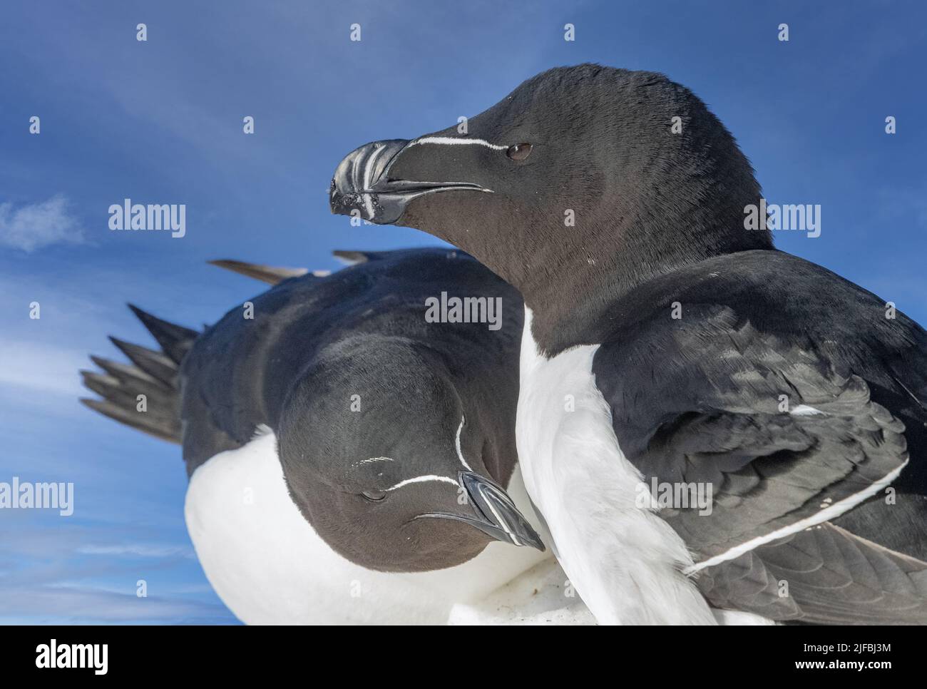 Norway, Varanger Fjord, Vardø or Vardo, Island of Hornøya, protected ...
