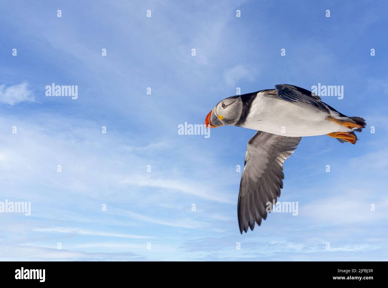 Norway, Varanger Fjord, Vardø or Vardo, Island of Hornøya, protected ...