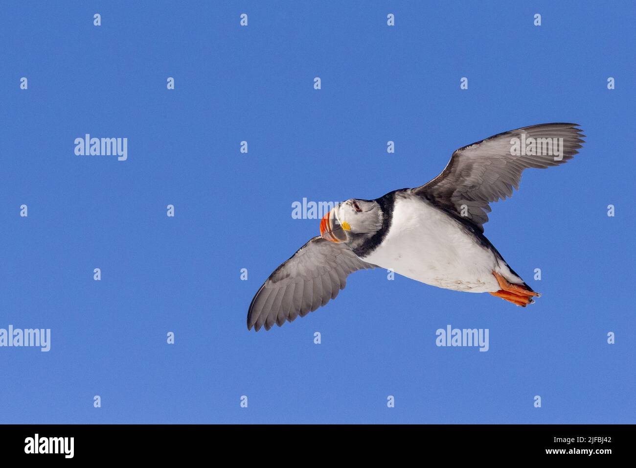 Norway, Varanger Fjord, Vardø or Vardo, Island of Hornøya, protected ...