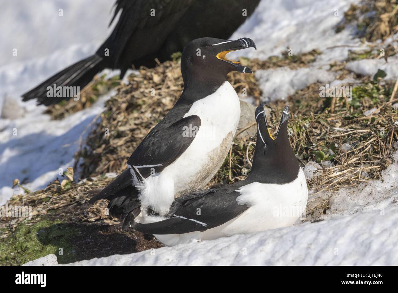Norway, Varanger Fjord, Vardø or Vardo, Island of Hornøya, protected ...