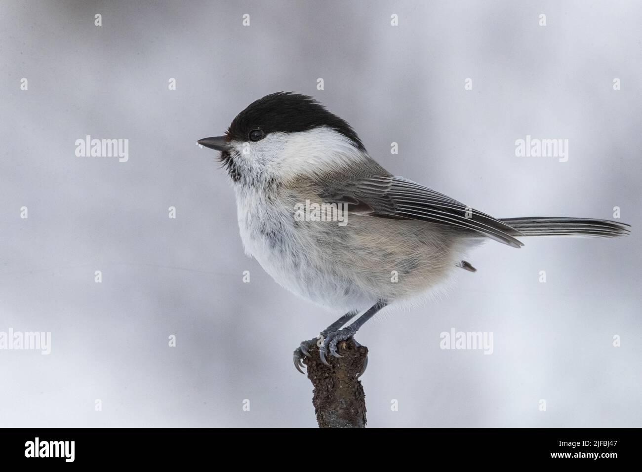 Norway, Varanger Fjord, Vadso, Willow tit (Poecile montanus) , in the ...