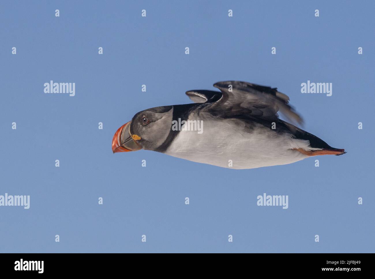 Norway, Varanger Fjord, Vardø or Vardo, Island of Hornøya, protected ...
