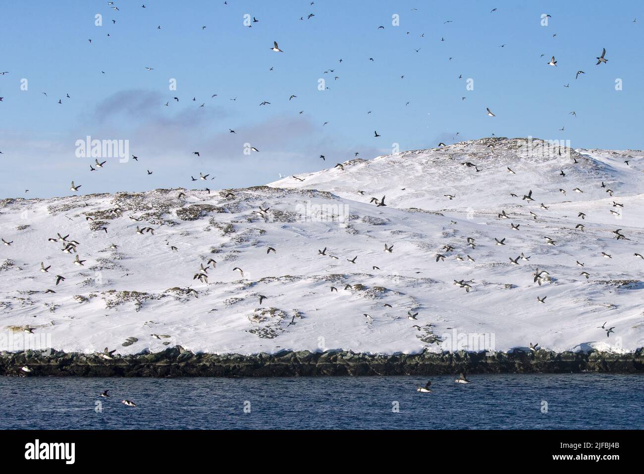 Norway, Varanger Fjord, Vardø or Vardo, Island of Hornøya, protected ...
