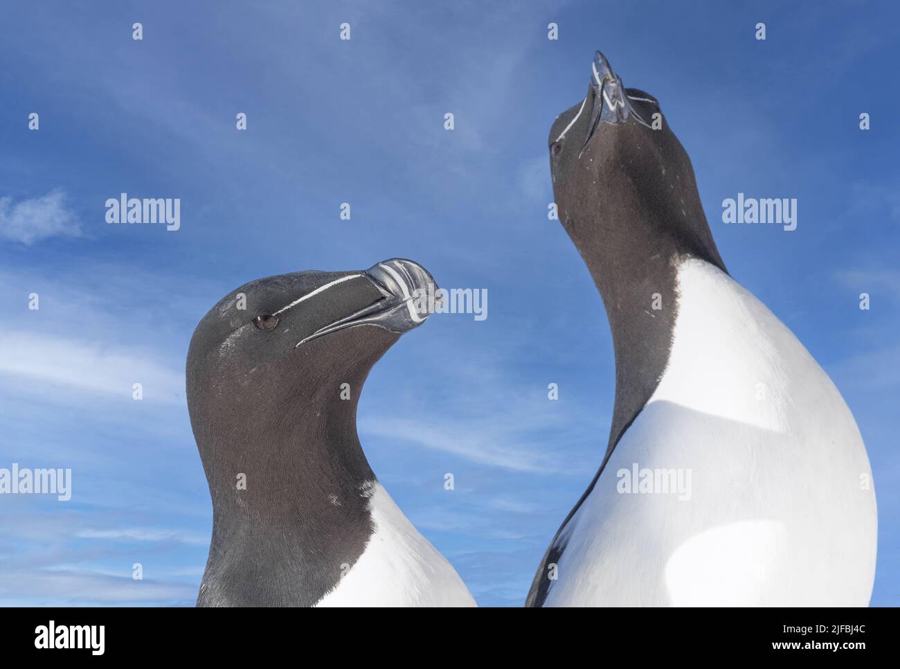 Norway, Varanger Fjord, Vardø or Vardo, Island of Hornøya, protected ...