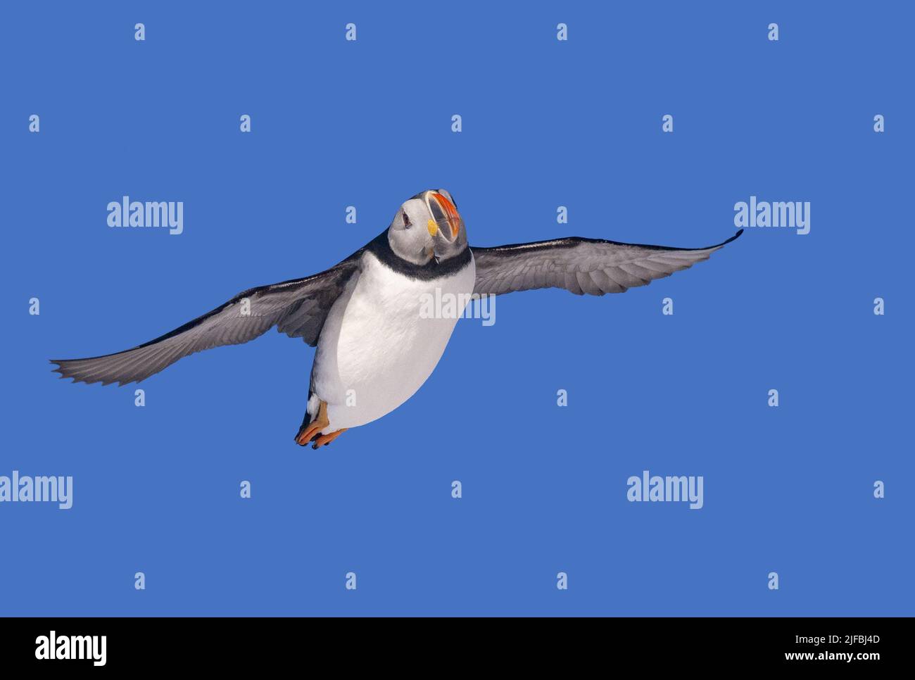 Norway, Varanger Fjord, Vardø or Vardo, Island of Hornøya, protected ...