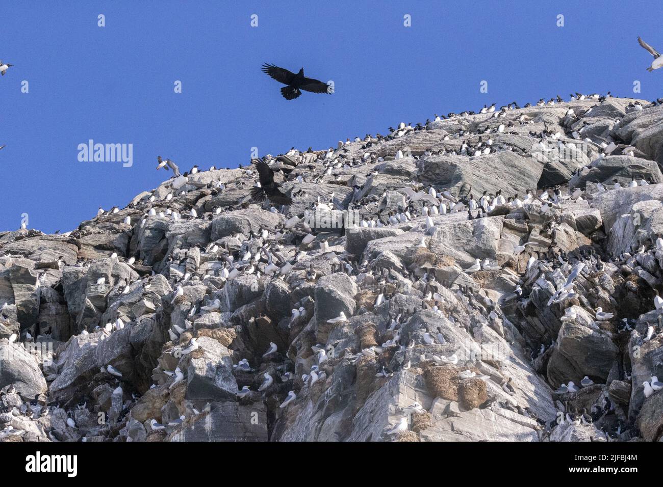 Norway, Varanger Fjord, Vardø or Vardo, Island of Hornøya, protected ...