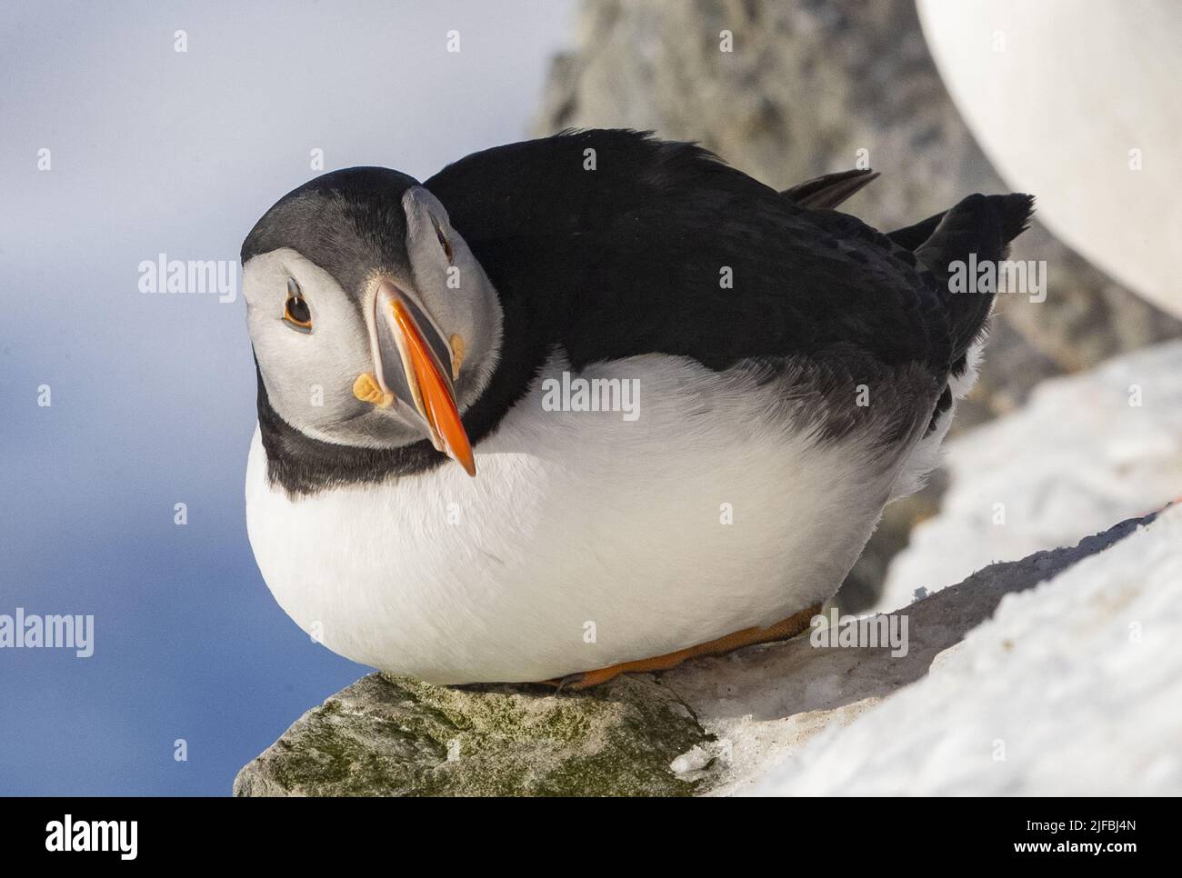 Norway, Varanger Fjord, Vardø or Vardo, Island of Hornøya, protected ...