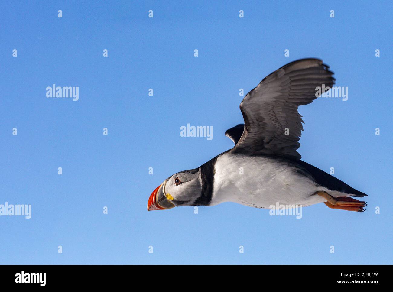 Norway, Varanger Fjord, Vardø or Vardo, Island of Hornøya, protected ...