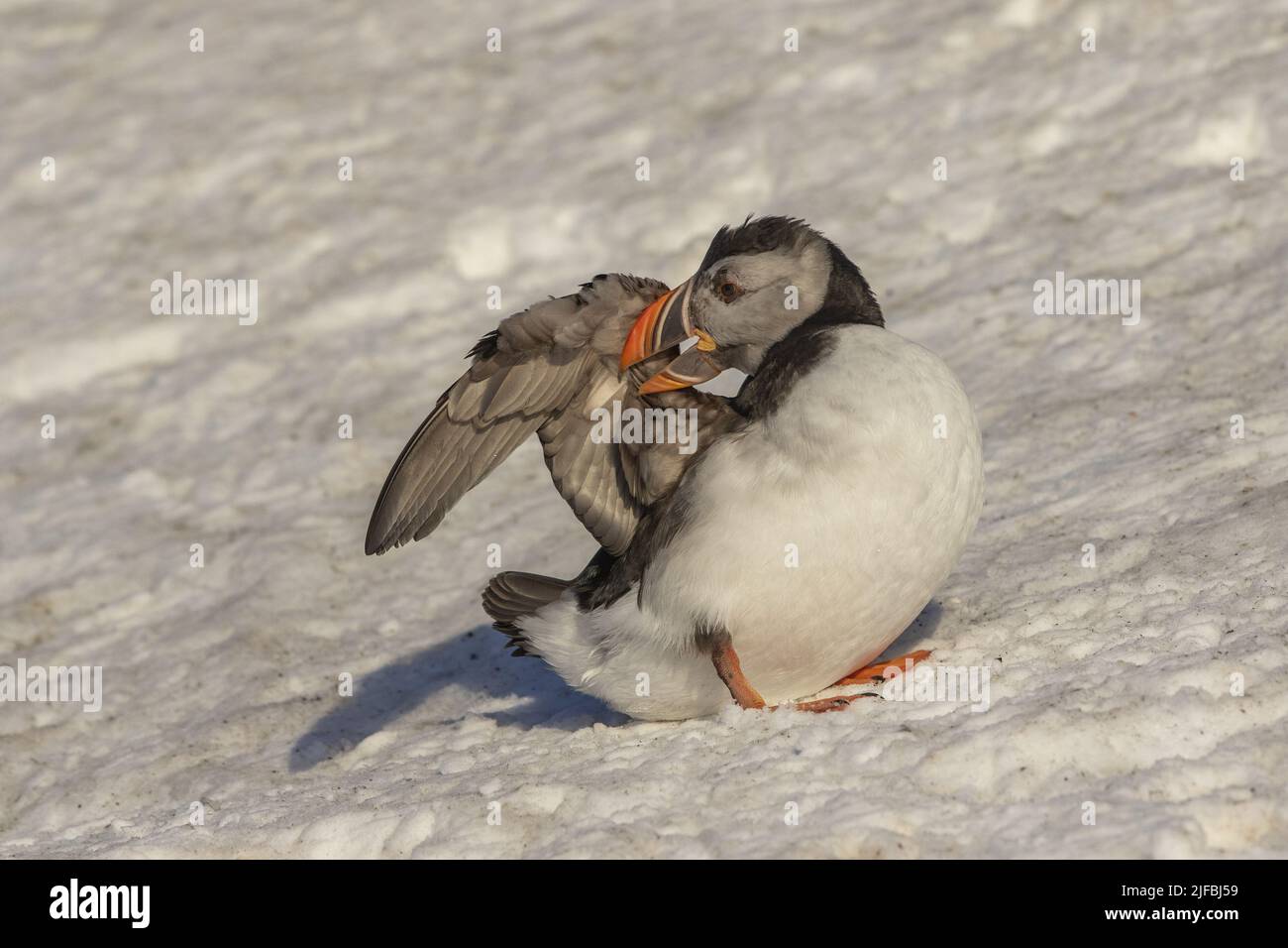 Norway, Varanger Fjord, Vardø or Vardo, Island of Hornøya, protected ...