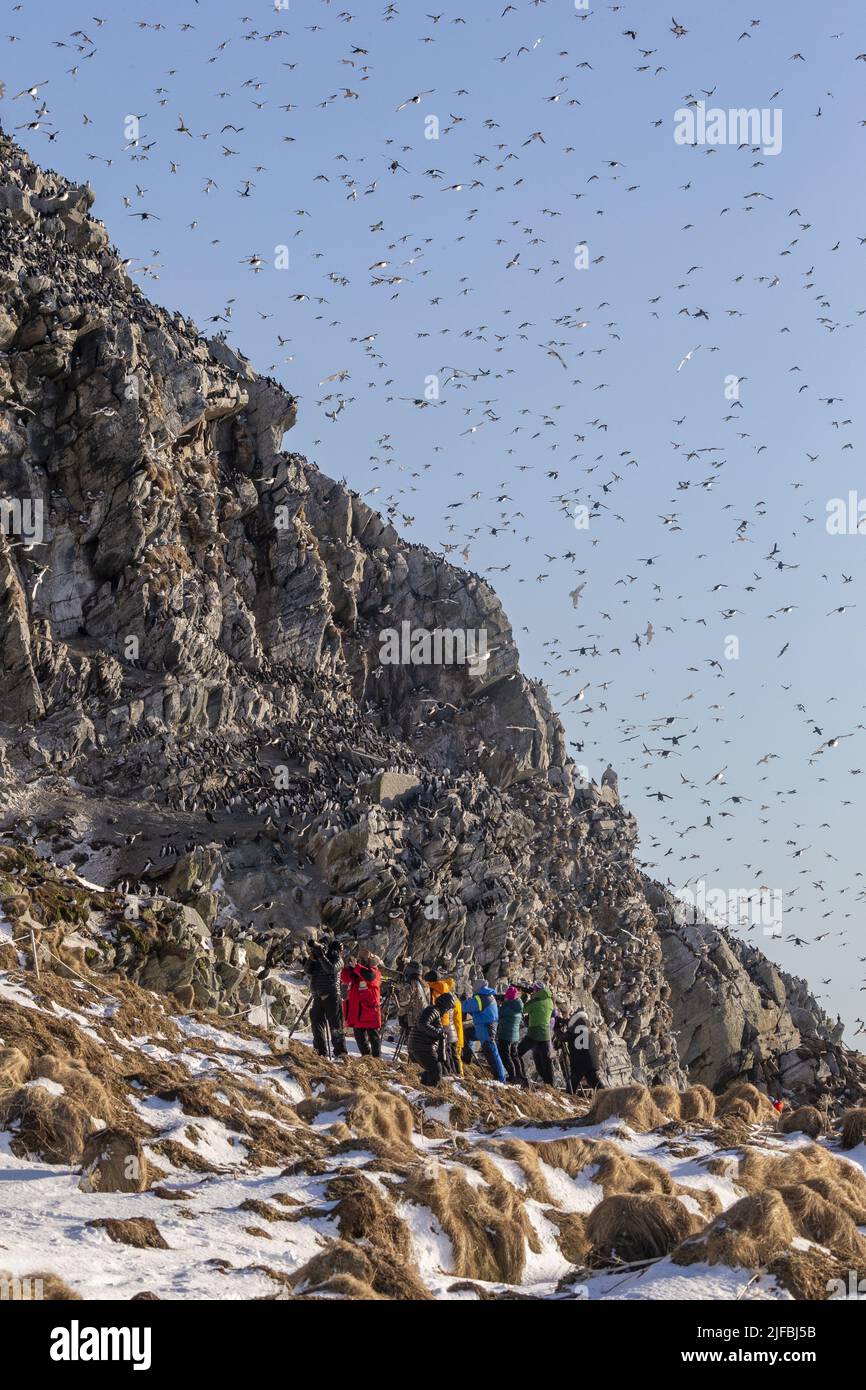 Norway, Varanger Fjord, Vardø or Vardo, Island of Hornøya, protected ...