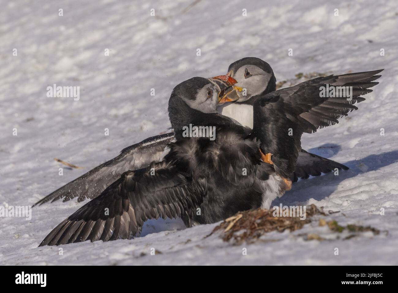 Norway, Varanger Fjord, Vardø or Vardo, Island of Hornøya, protected ...