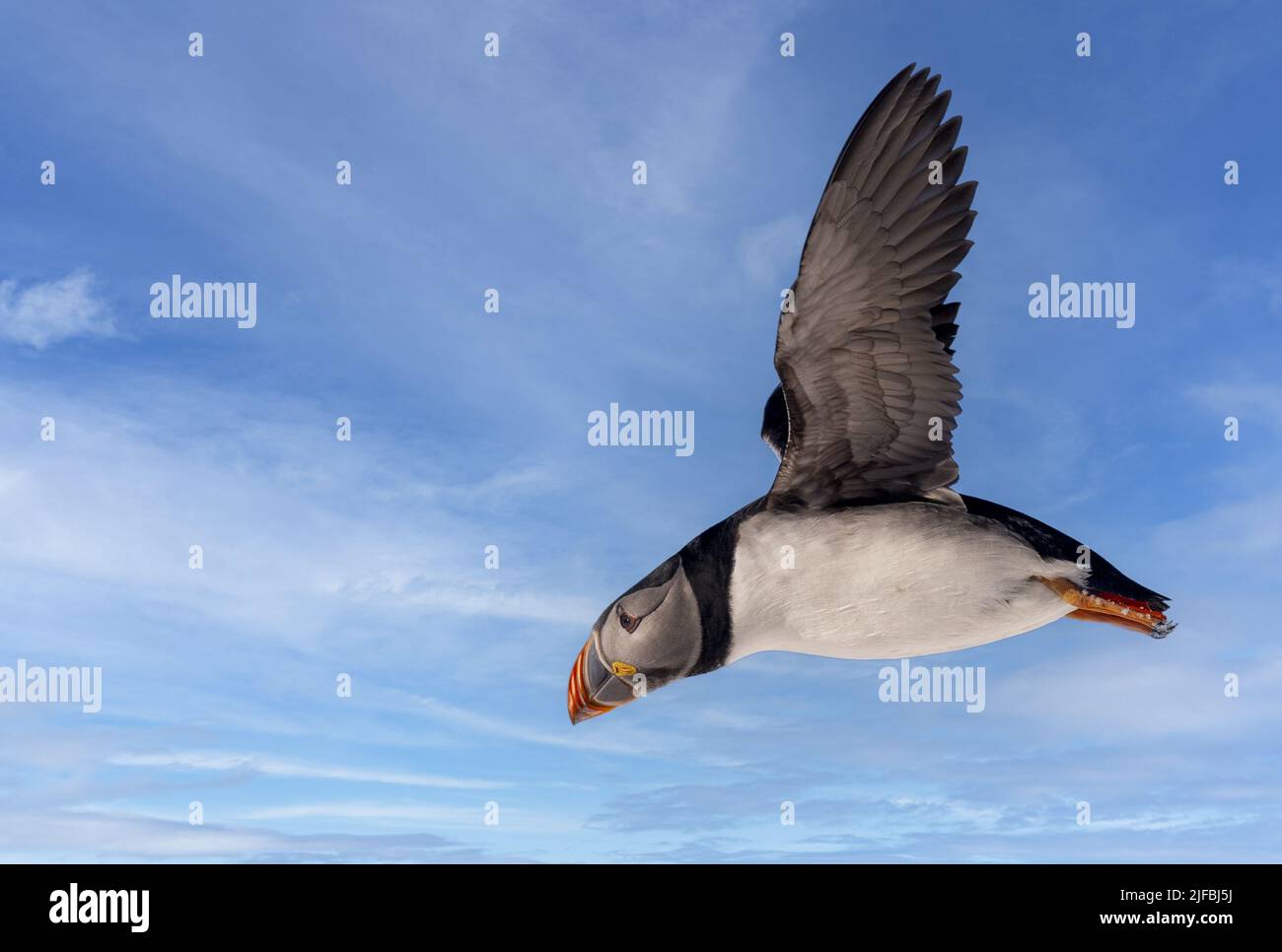 Norway, Varanger Fjord, Vardø or Vardo, Island of Hornøya, protected ...