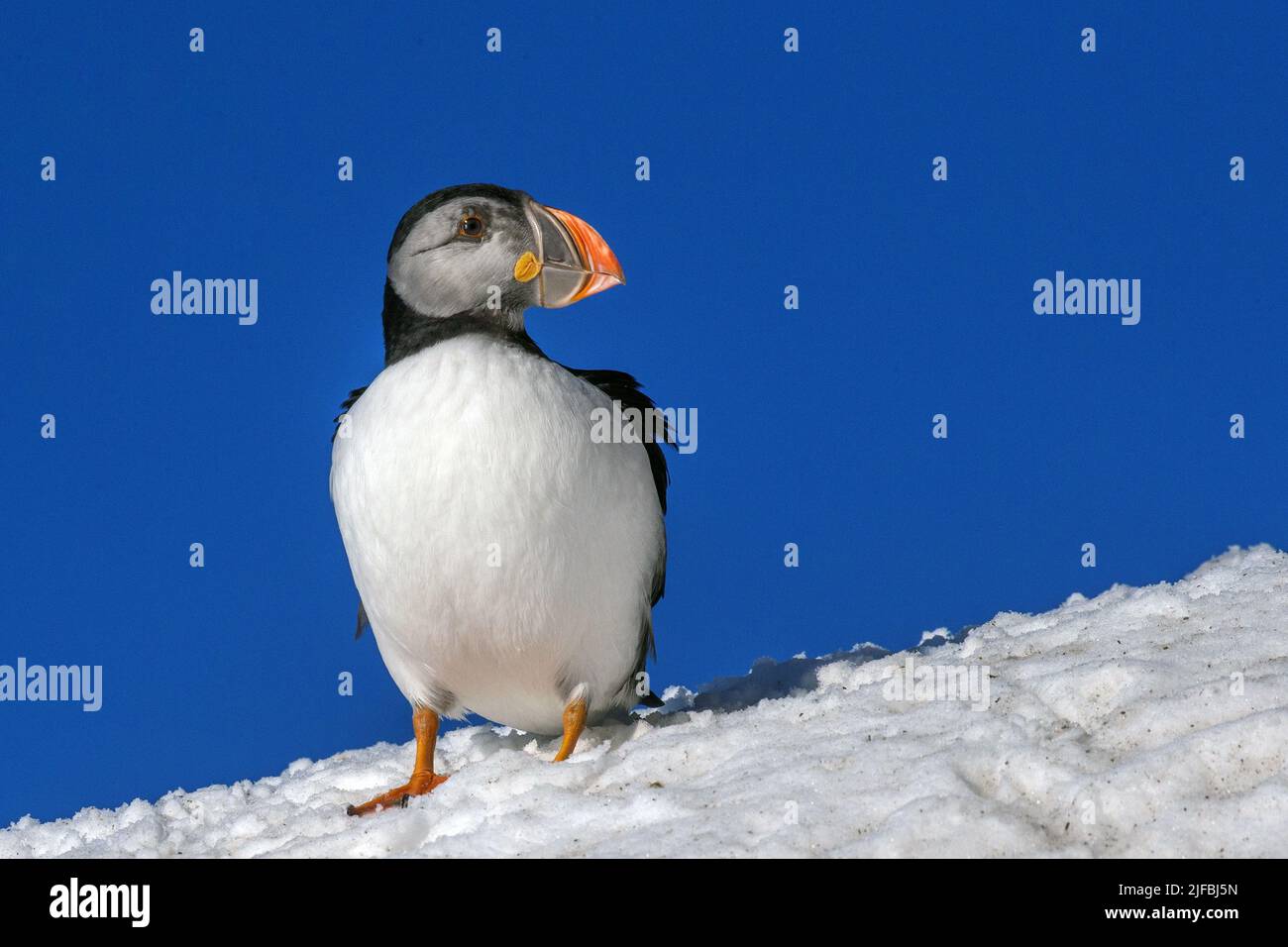 Norway, Varanger Fjord, Vardø or Vardo, Island of Hornøya, protected ...