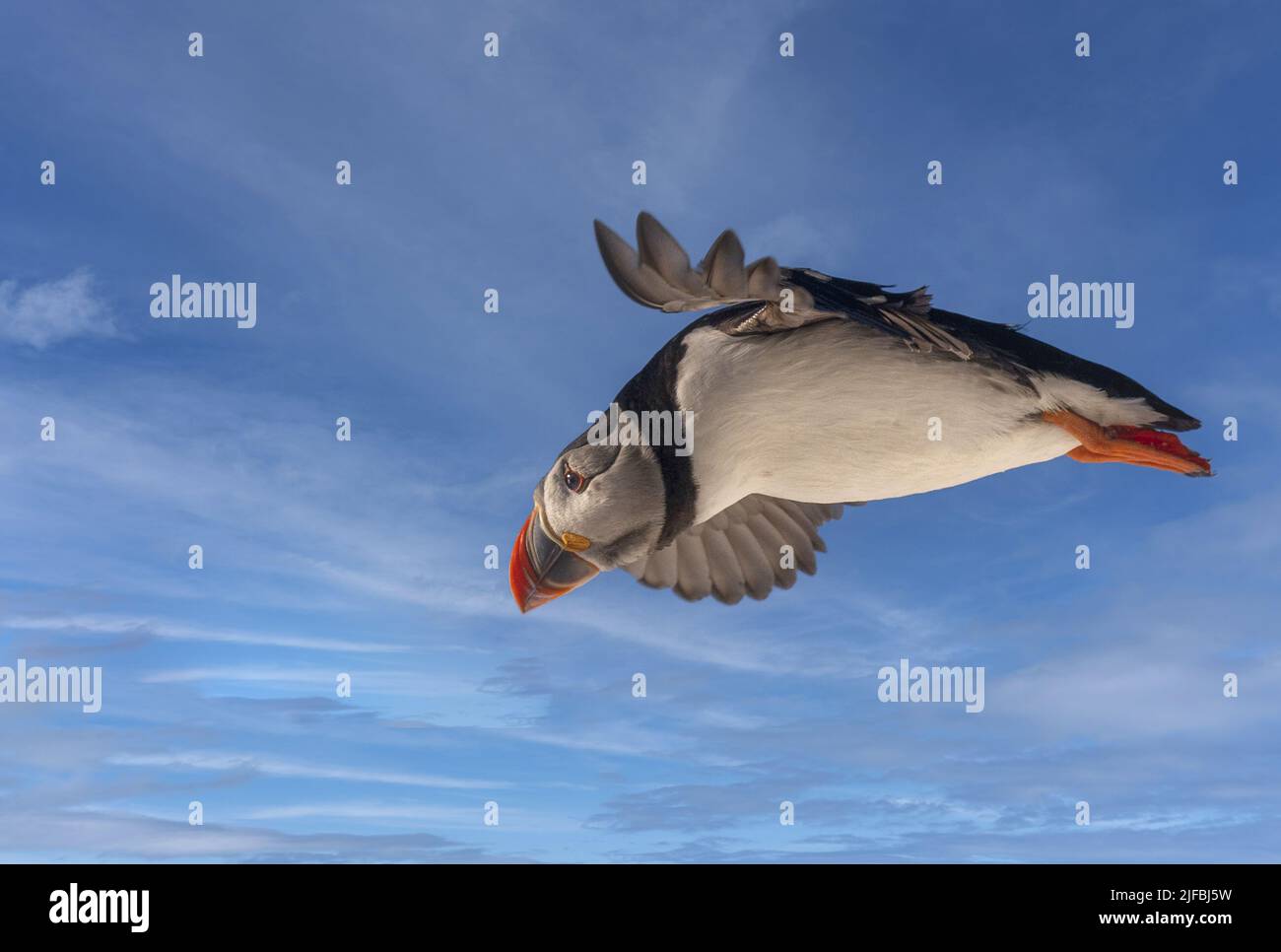 Norway, Varanger Fjord, Vardø or Vardo, Island of Hornøya, protected ...