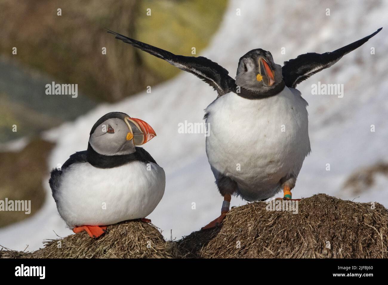 Norway, Varanger Fjord, Vardø or Vardo, Island of Hornøya, protected ...