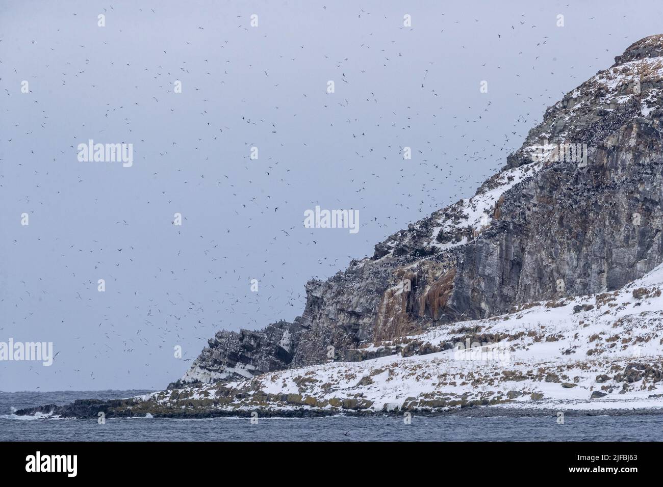 Norway, Varanger Fjord, Vardø or Vardo, Island of Hornøya, protected ...