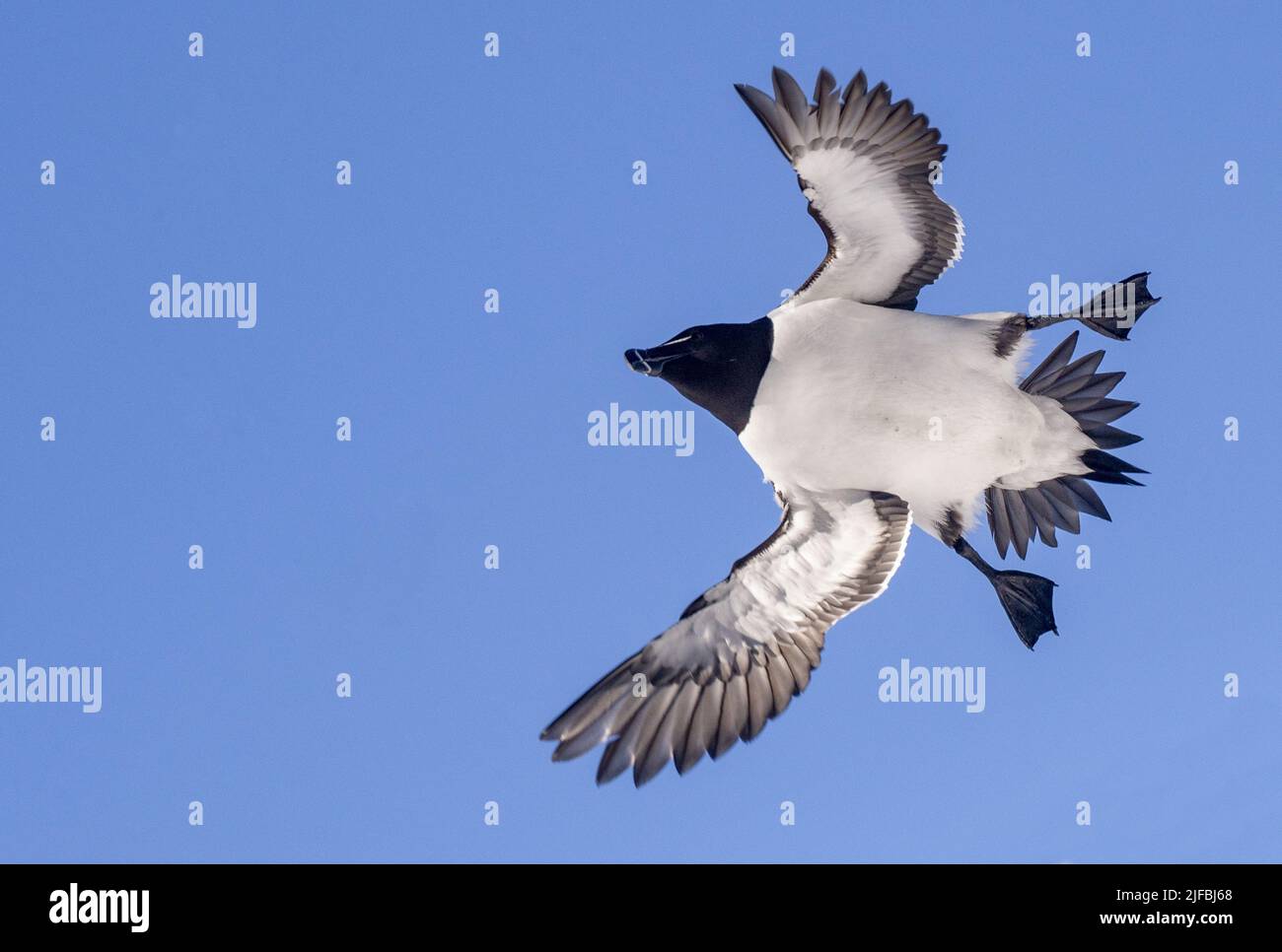 Norway, Varanger Fjord, Vardø or Vardo, Island of Hornøya, protected ...