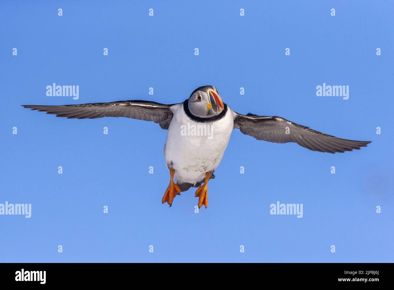 Norway, Varanger Fjord, Vardø or Vardo, Island of Hornøya, protected ...