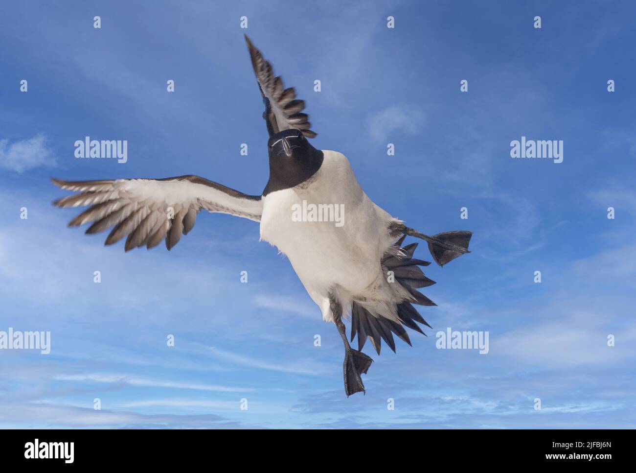 Norway, Varanger Fjord, Vardø or Vardo, Island of Hornøya, protected ...