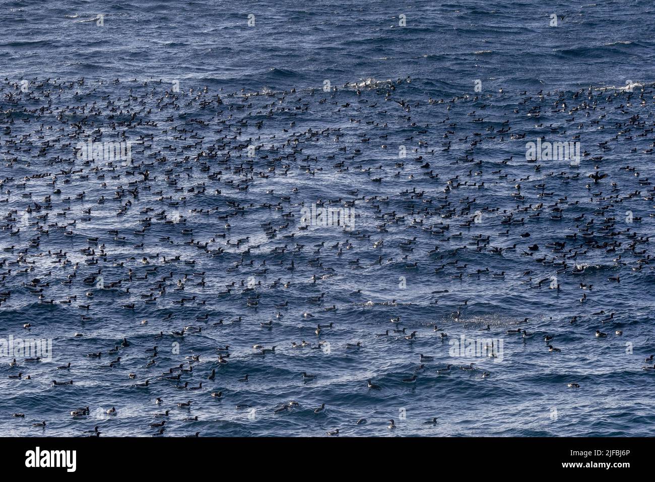 Norway, Varanger Fjord, Vardø or Vardo, Island of Hornøya, protected ...