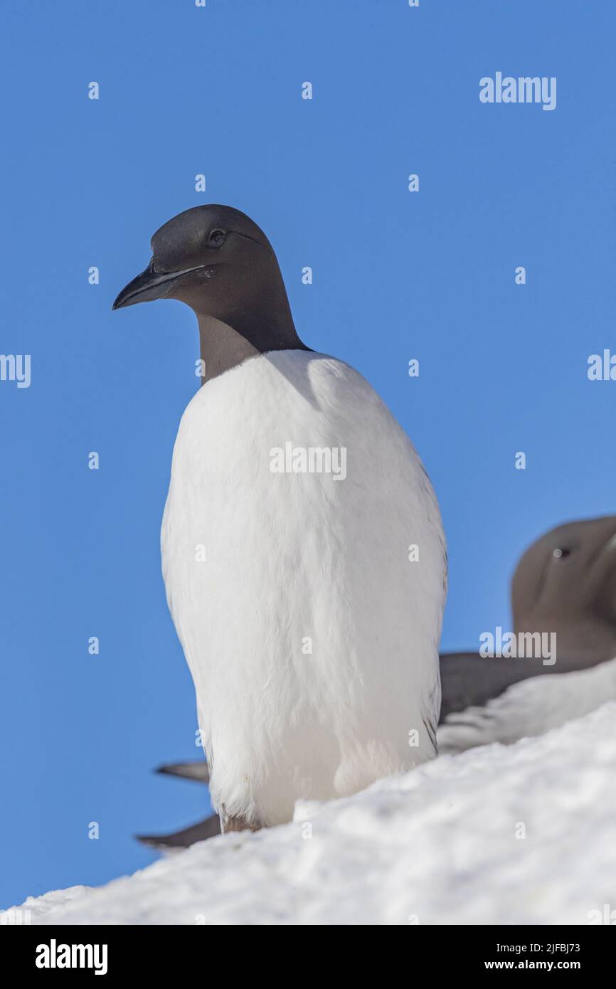 Norway, Varanger Fjord, Vardø or Vardo, Island of Hornøya, protected ...