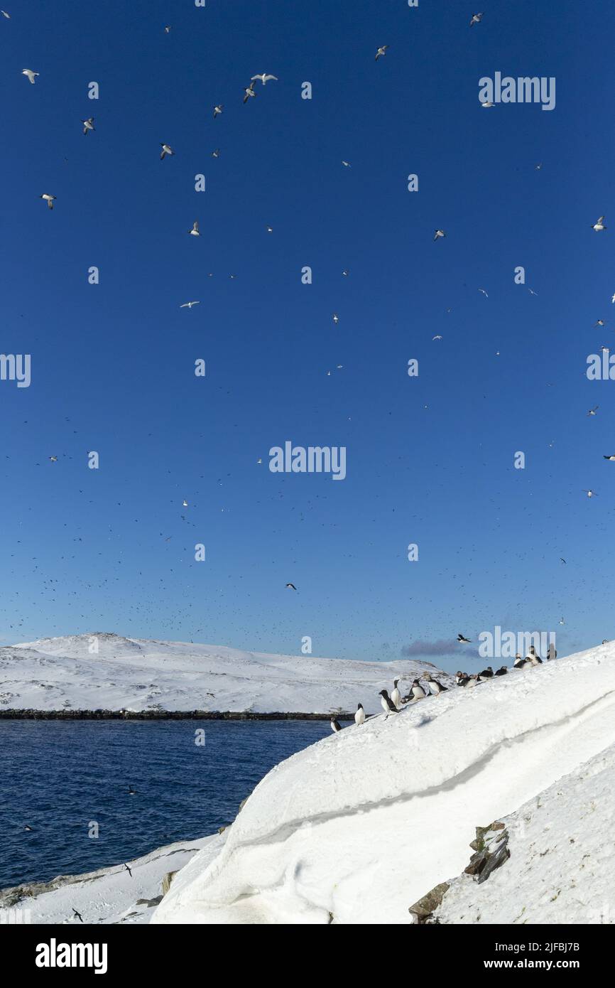 Norway, Varanger Fjord, Vardø or Vardo, Island of Hornøya, protected ...