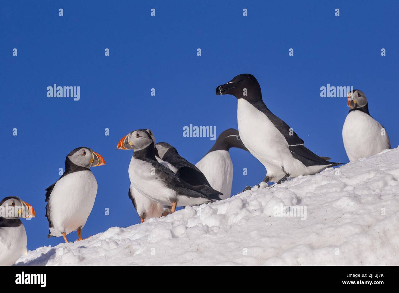 Norway, Varanger Fjord, Vardø or Vardo, Island of Hornøya, protected ...