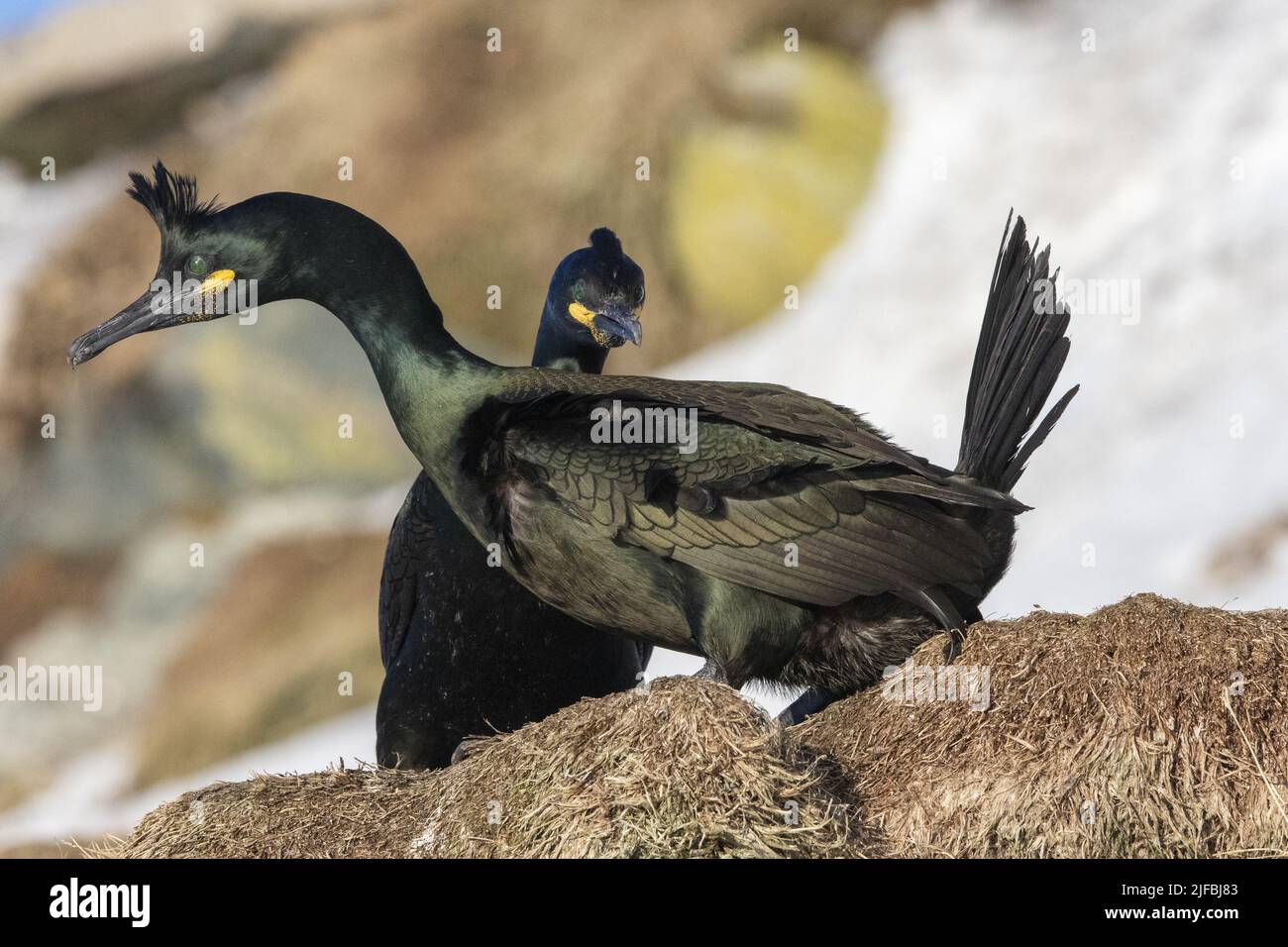 Norway, Varanger Fjord, Vardø or Vardo, Island of Hornøya, protected ...
