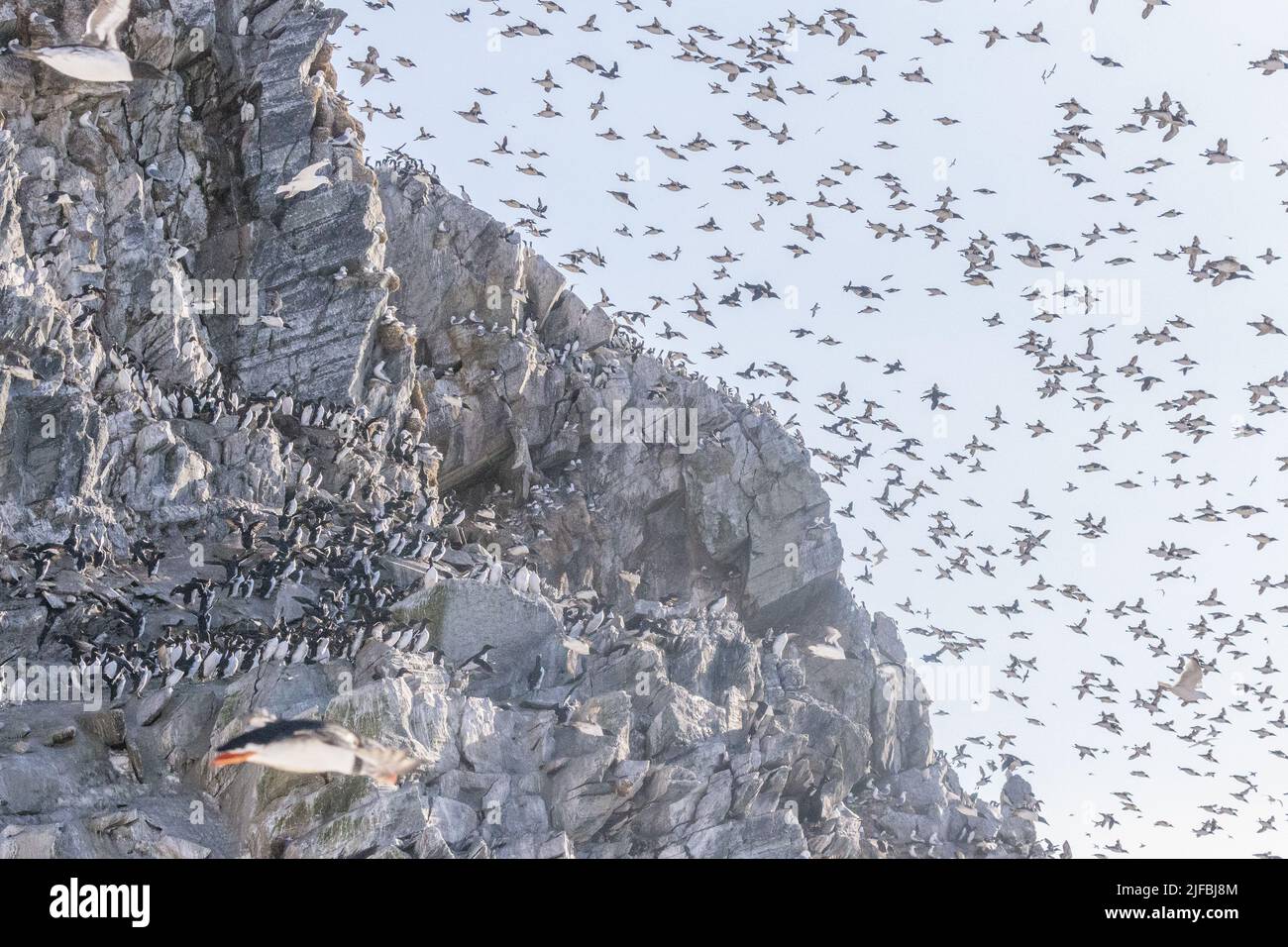 Norway, Varanger Fjord, Vardø or Vardo, Island of Hornøya, protected ...
