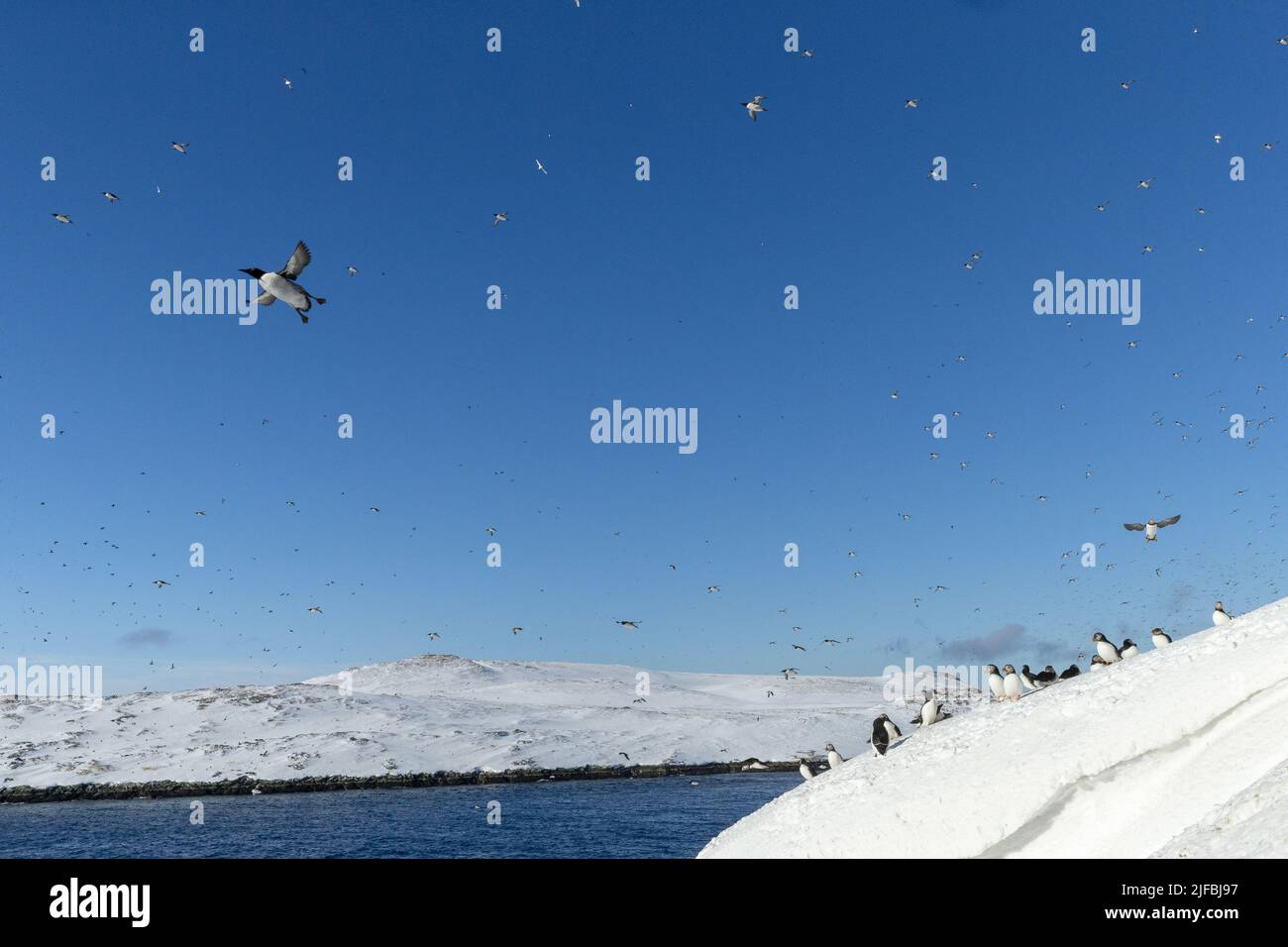 Norway, Varanger Fjord, Vardø or Vardo, Island of Hornøya, protected ...