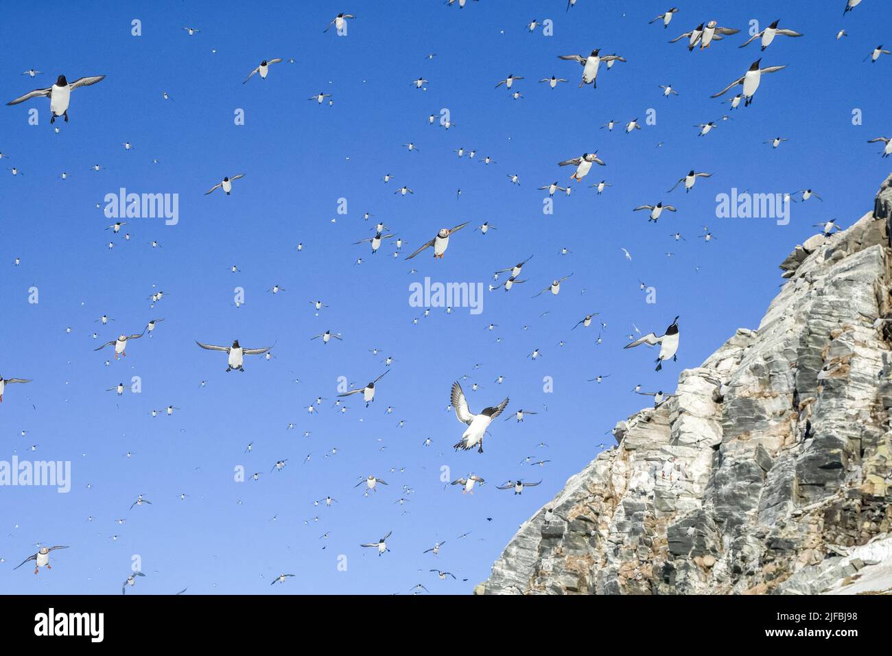 Norway, Varanger Fjord, Vardø or Vardo, Island of Hornøya, protected ...