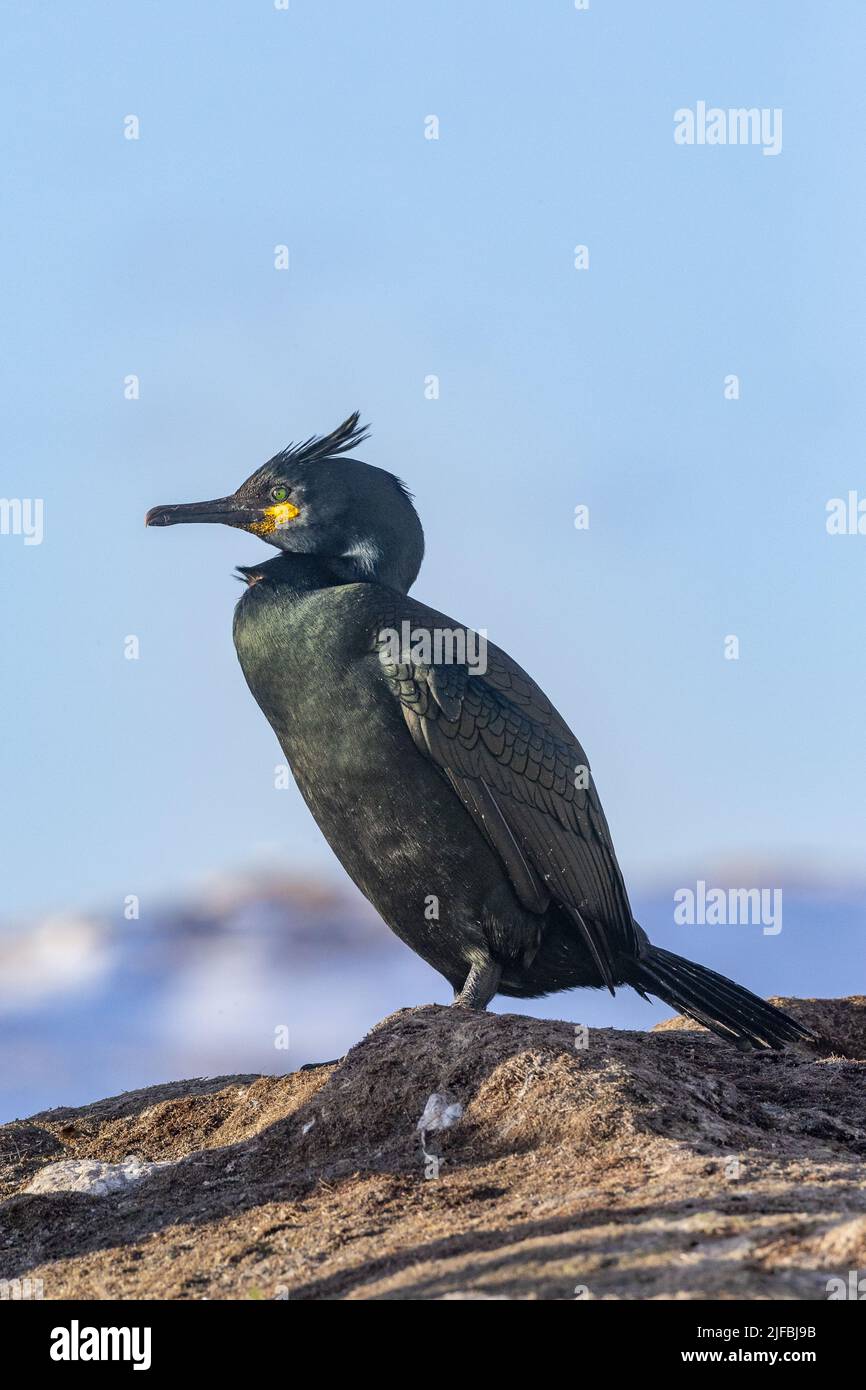 Norway, Varanger Fjord, Vardø or Vardo, Island of Hornøya, protected ...