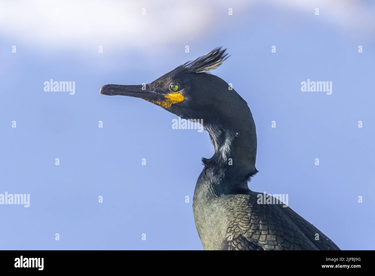 Norway, Varanger Fjord, Vardø or Vardo, Island of Hornøya, protected ...