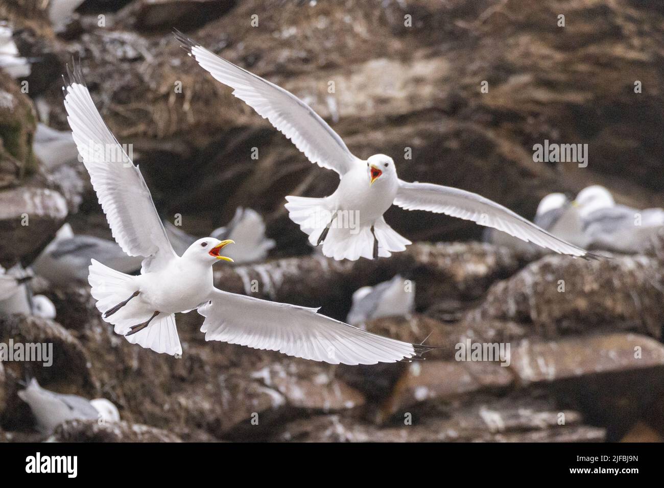 Norway, Varanger Fjord, Vadso, Ekkeroy protected area with important ...